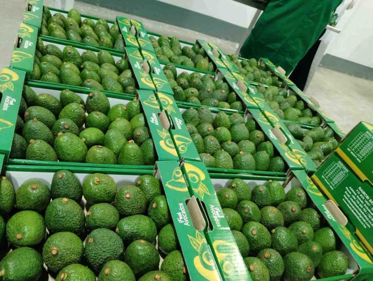 Freshvibe Foodstuff Trading LLC: Premium Food Supplier in UAE